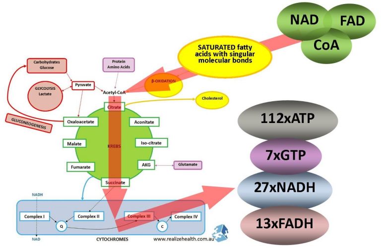 Mitochondria – NADH and ATP production via different pathways – Elizma ...